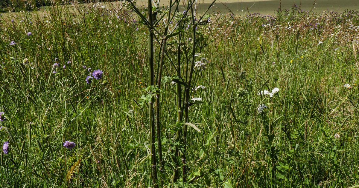 Eastleigh Circular - Ramblers